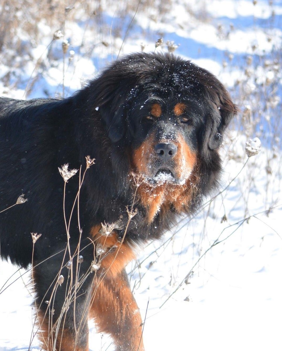 Tibetan Mastiff Full Grown Size